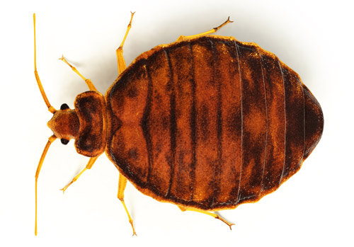 Percevejos de cama: picada e tratamento | DECO PROteste