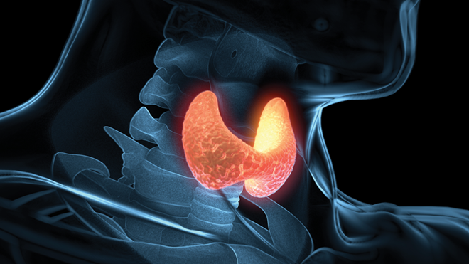 Identificar e tratar problemas de tiroide | DECO PROTeste